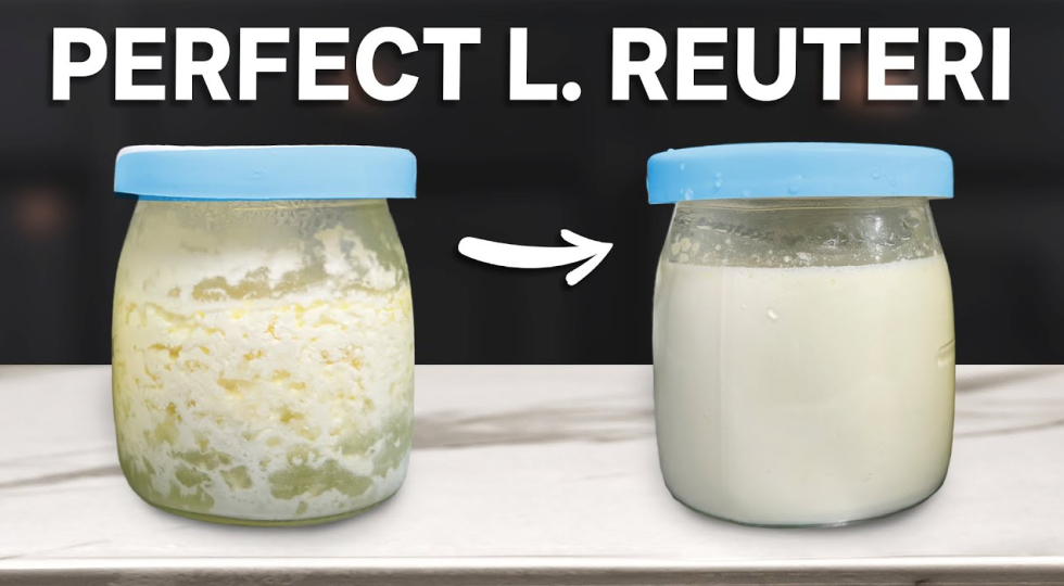 L. Reuteri Yogurt | Lifestyle for Health